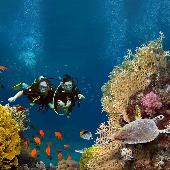 DIVING & SNORKELLING IN THE RED SEA (JEDDAH) - UTA Saudi Arabia